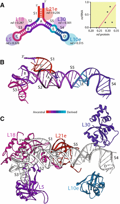 The Evolutionary History of the Structure of 5S Ribosomal RNA ...