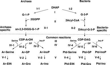 Early Evolution of Membrane Lipids: How did the Lipid Divide Occur ...