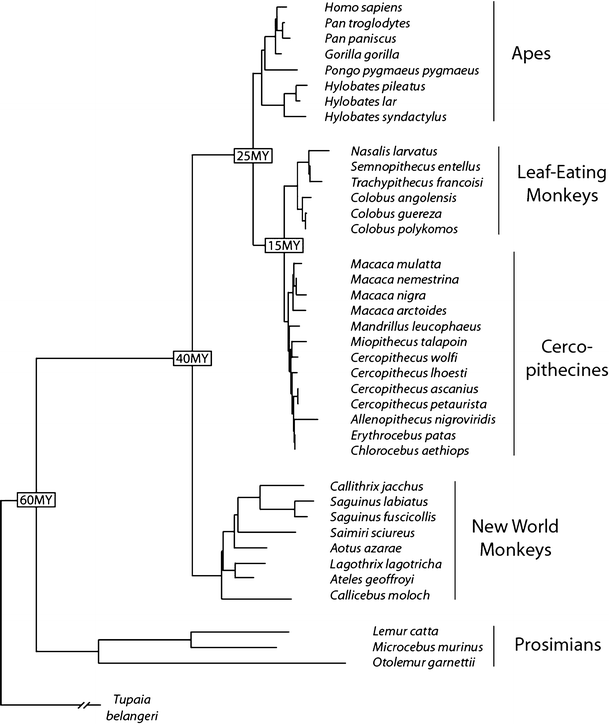 Signatures of Natural Selection in a Primate Bitter Taste Receptor ...