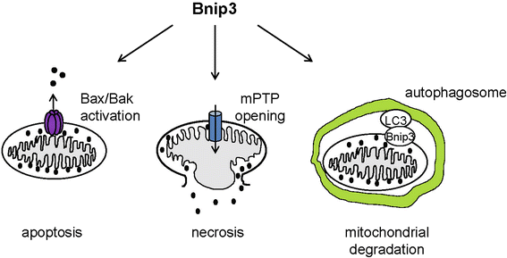 Bnip3 as a Dual Regulator of Mitochondrial Turnover and Cell Death in ...