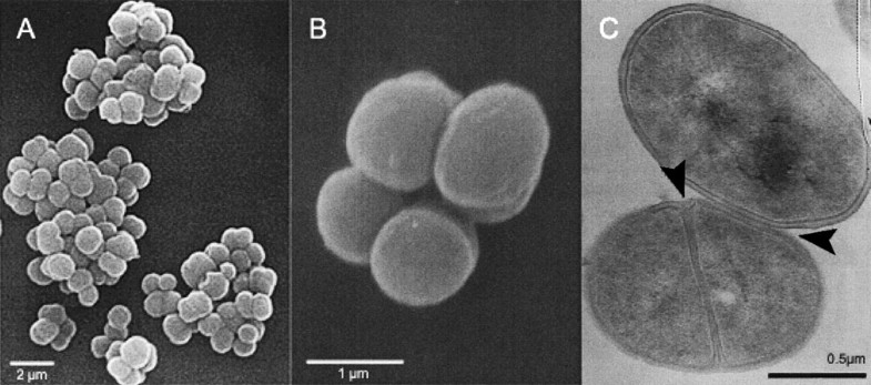 Micrococcus luteus - Survival in Amber | SpringerLink