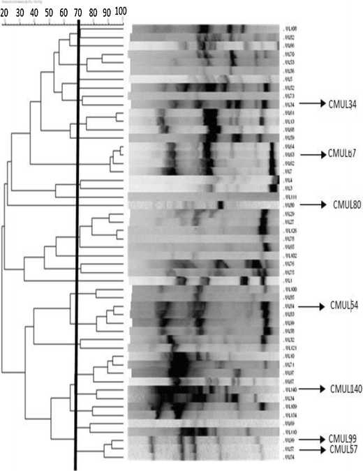Identification of Vaginal Lactobacilli with Potential Probiotic ...