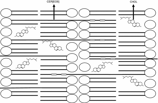 Arrangement of ceramide [EOS] in a stratum corneum lipid model matrix ...