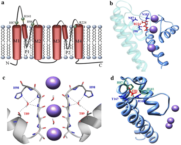 Gating the pore of potassium leak channels | SpringerLink
