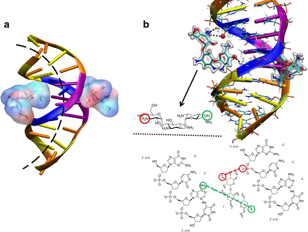 Selective condensation of DNA by aminoglycoside antibiotics | SpringerLink