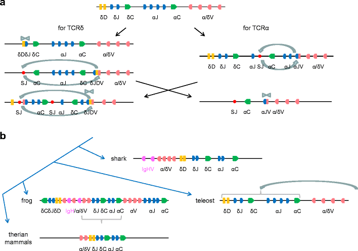 Genomic organization of the zebrafish ( Danio rerio) T cell receptor ...
