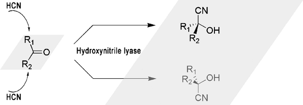 Potential and capabilities of hydroxynitrile lyases as biocatalysts in ...