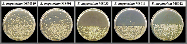 Bacillus megaterium—from simple soil bacterium to industrial protein ...