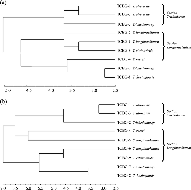 Biocontrol potential and polyphasic characterization of novel native Trichoderma strains against ...