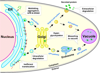 Engineering of protein secretion in yeast: strategies and impact on ...