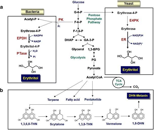 Biotechnological production of erythritol and its applications ...