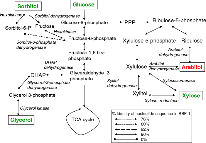 Production of arabitol from glycerol: strain screening and study of ...