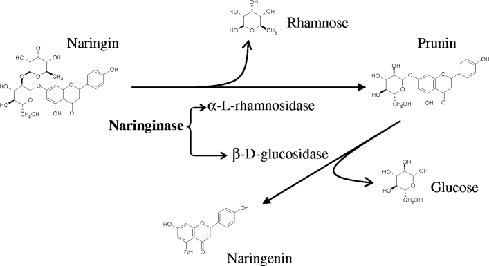 Naringinases: occurrence, characteristics, and applications | SpringerLink