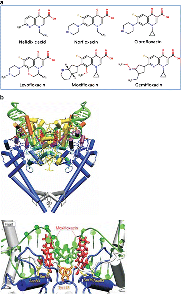 Exploiting bacterial DNA gyrase as a drug target: current state and ...