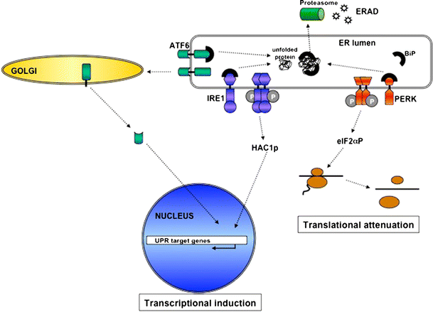 Protein secretion in Pichia pastoris and advances in protein production ...