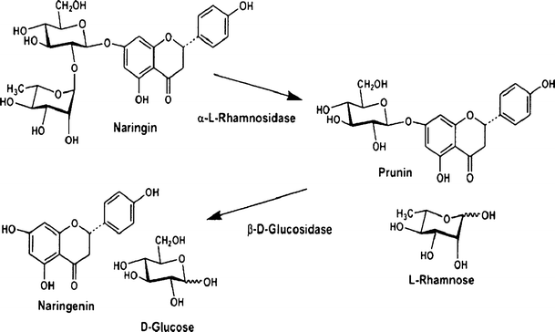 Updates on naringinase: structural and biotechnological aspects ...
