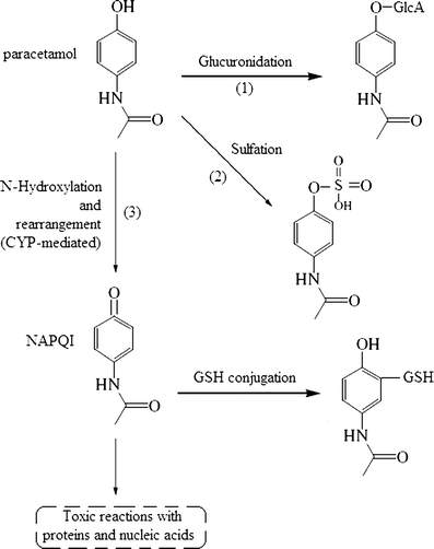 Paracetamol in the environment and its degradation by microorganisms ...