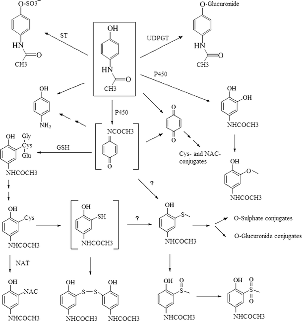 Paracetamol in the environment and its degradation by microorganisms ...