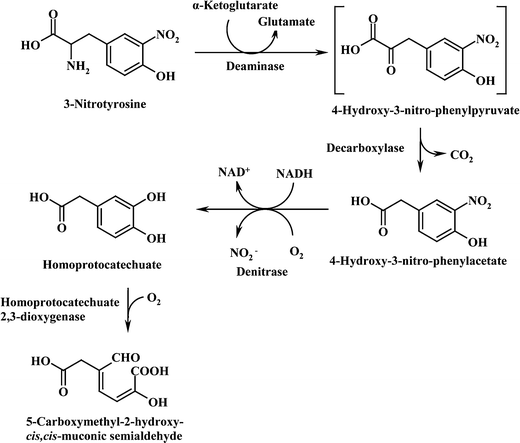 Metabolic characteristics of the species Variovorax paradoxus ...