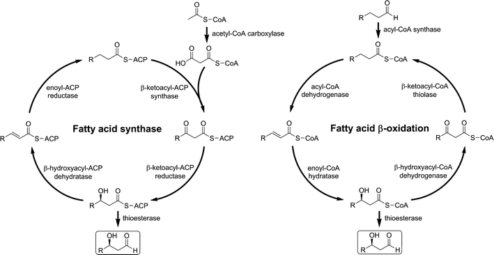 Production of long-chain hydroxy fatty acids by microbial conversion ...