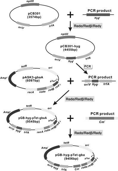 Genome engineering of Agrobacterium tumefaciens using the lambda Red ...