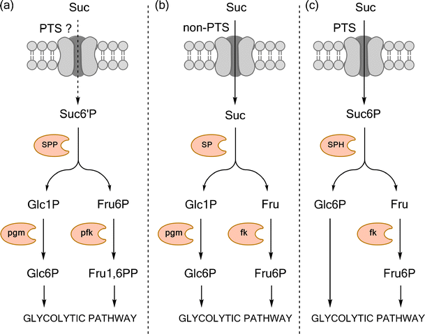 The quest for a thermostable sucrose phosphorylase reveals sucrose 6 ...