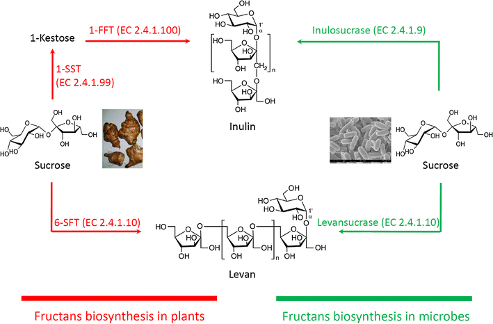 From fructans to difructose dianhydrides | SpringerLink