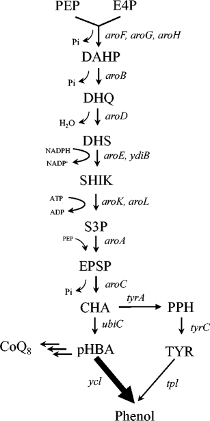 Construction of a novel phenol synthetic pathway in Escherichia coli through 4-hydroxybenzoate ...