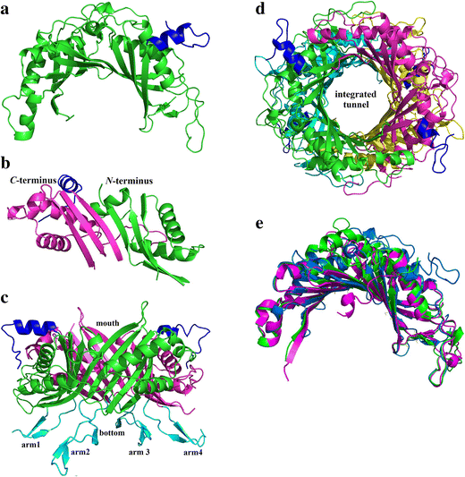 Crystal structure of Bacillus fastidious uricase reveals an unexpected ...