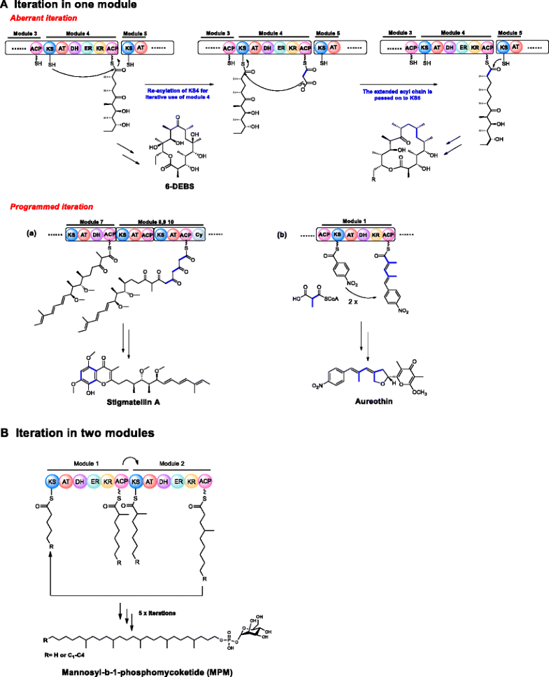 Iterative polyketide biosynthesis by modular polyketide synthases in bacteria | SpringerLink