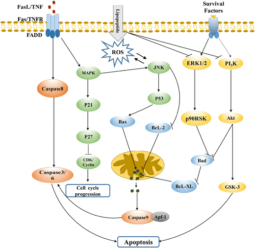 Biological activity of lipopeptides from Bacillus | SpringerLink