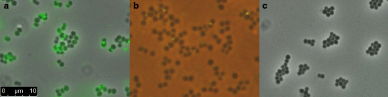 A Lactococcus lactis expression vector set with multiple affinity tags ...