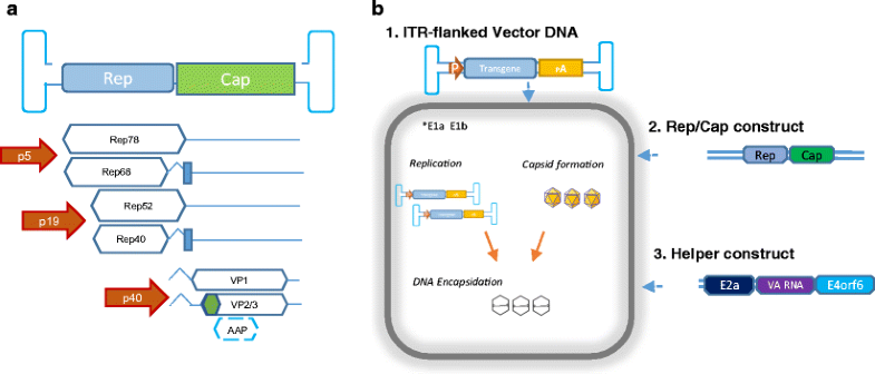 Molecular design for recombinant adeno-associated virus (rAAV) vector production | SpringerLink