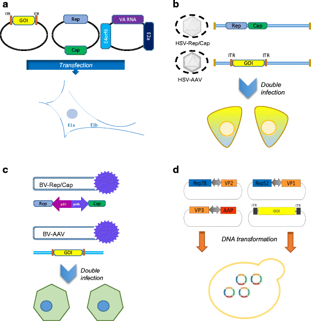 Molecular design for recombinant adeno-associated virus (rAAV) vector production | SpringerLink