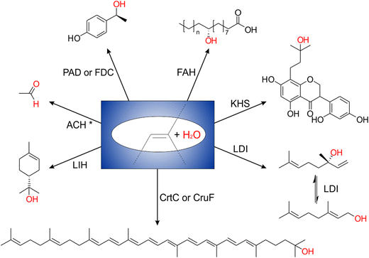 On the current role of hydratases in biocatalysis | SpringerLink