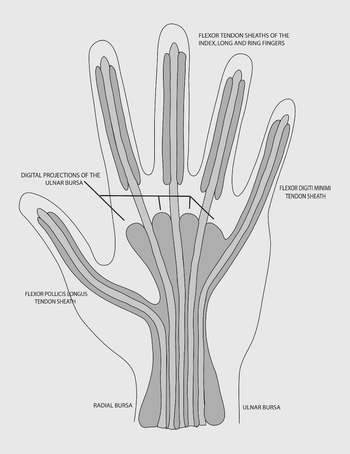Radial and ulnar bursae of the wrist: cadaveric investigation of ...