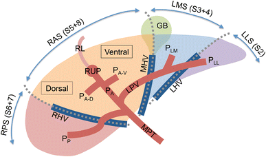 Portal vein branching order helps in the recognition of anomalous right ...