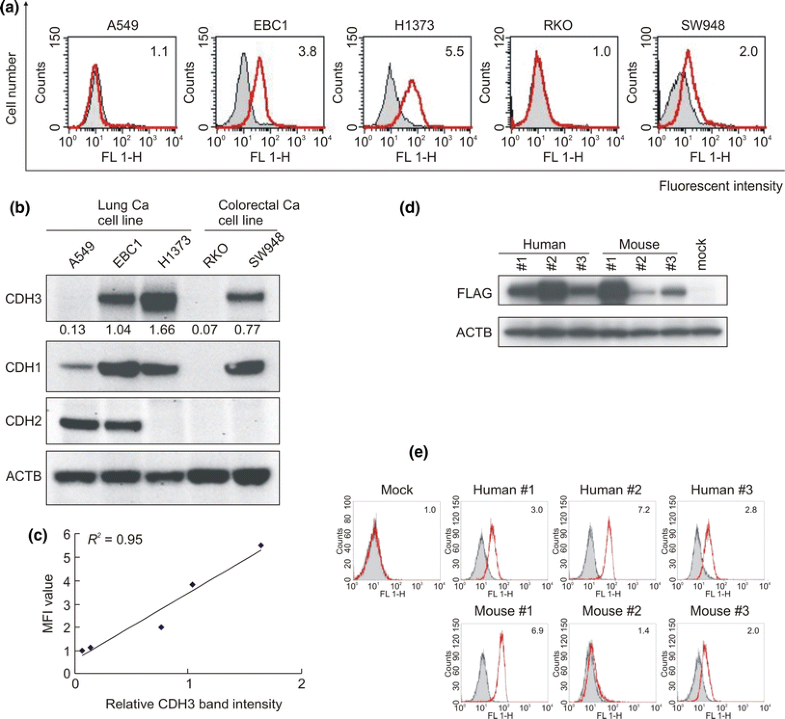 In vivo therapeutic effect of CDH3/P-cadherin-targeting ...