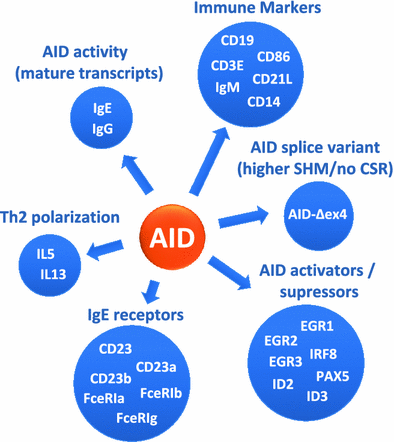 Activation-induced cytidine deaminase (AID) linking immunity, chronic ...