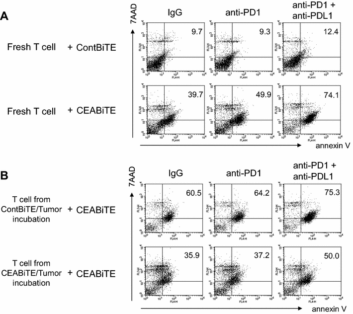CEA/CD3-bispecific T cell-engaging (BiTE) antibody-mediated T ...