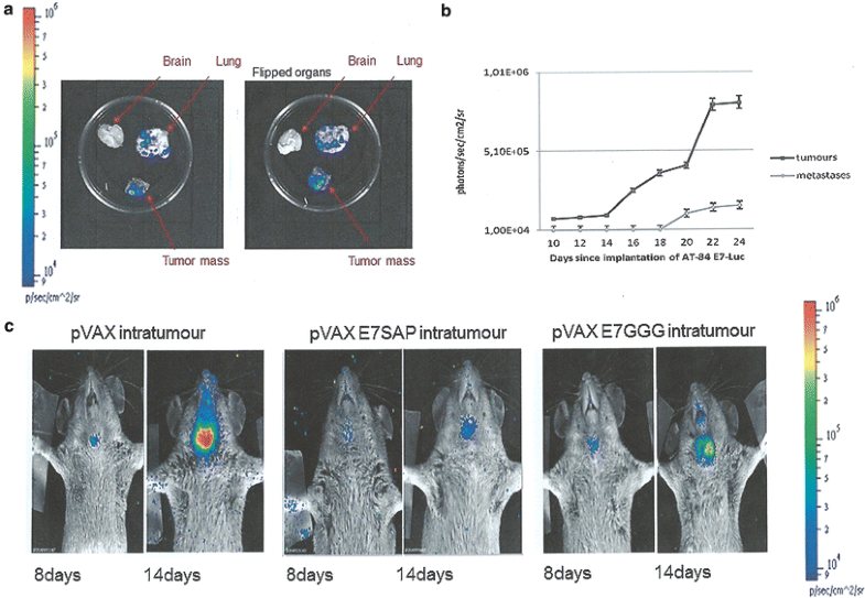 Immunotherapy of HPV-associated cancer: DNA/plant-derived vaccines and ...