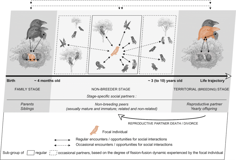What constitutes “social complexity” and “social intelligence” in birds ...