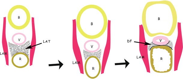 Biomechanical origin of the Denonvilliers’ fascia | SpringerLink
