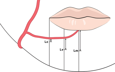 What is the difference between the inferior labial artery and the ...