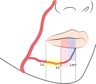 What is the difference between the inferior labial artery and the ...
