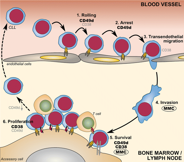 The pathogenic relevance of the prognostic markers CD38 and CD49d in ...