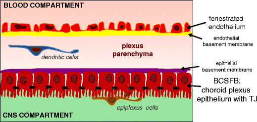 The blood–brain and the blood–cerebrospinal fluid barriers: function ...