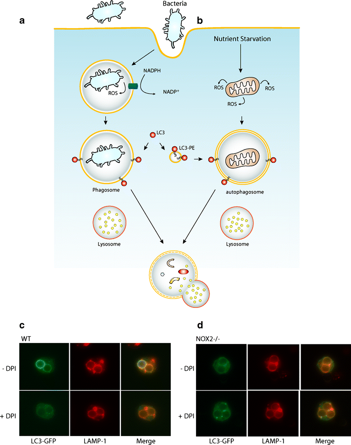 The many roles of NOX2 NADPH oxidase-derived ROS in immunity | SpringerLink