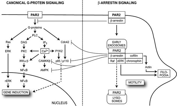 Protease-activated receptor 2 signaling in inflammation | SpringerLink