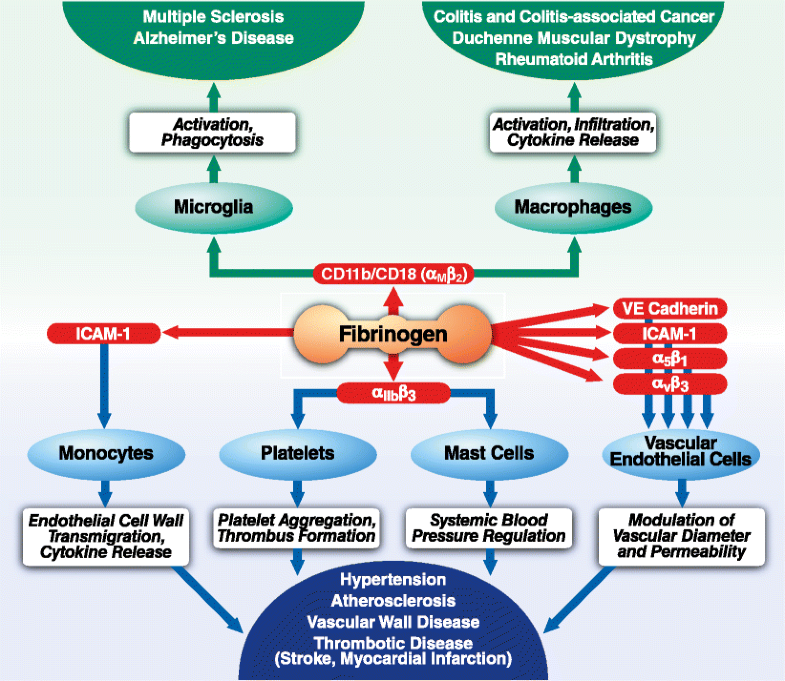 Fibrinogen as a key regulator of inflammation in disease | SpringerLink